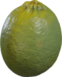 Dash - World Building Plugin for UE5